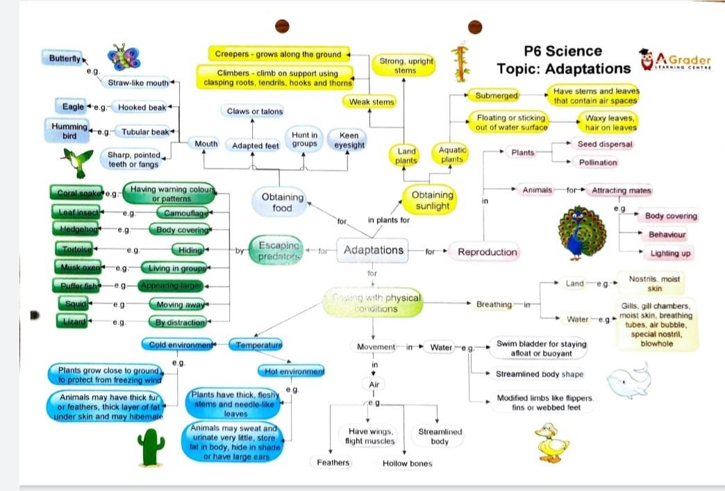 Primary 6 science cheat sheets, Hobbies & Toys, Books & Magazines ...