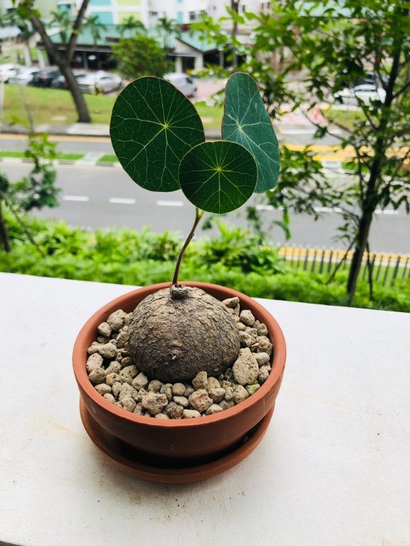 Stephania Erecta (Red-Rimmed), Furniture & Home Living, Gardening ...