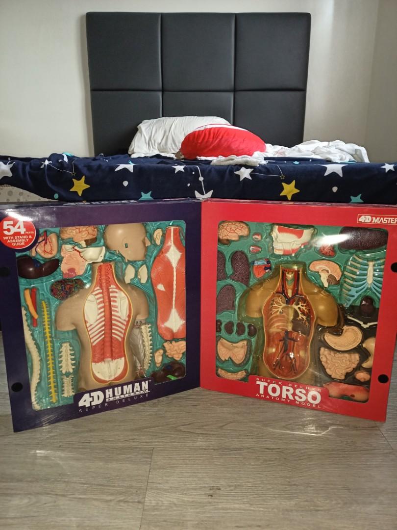Super Deluxe Human Torso (Human Anatomy Model), Hobbies & Toys, Toys ...