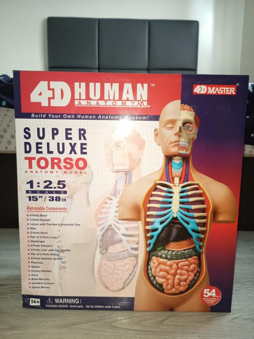 Super Deluxe Human Torso (Human Anatomy Model), Hobbies & Toys, Toys ...