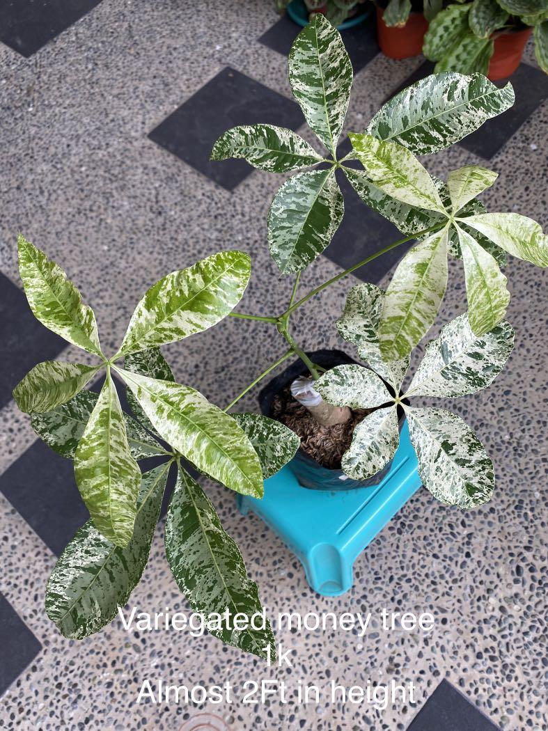 Variegated money tree, Furniture & Home Living, Gardening, Plants ...