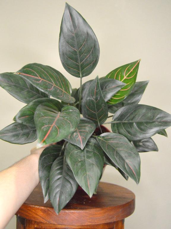 Aglaonema Rotundum Tiger, Furniture & Home Living, Gardening, Plants ...