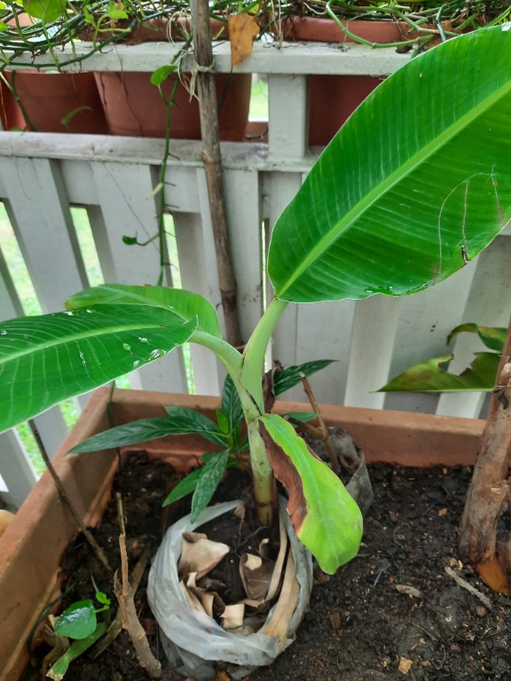 Banana tree saplings , Furniture & Home Living, Gardening, Plants ...