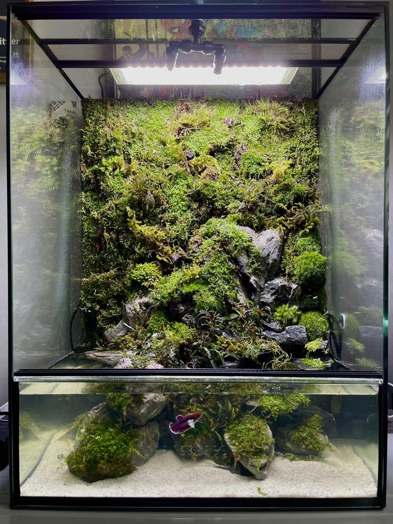 Biotope ecosystem (paludarium, riparium, terrarium), Furniture & Home ...