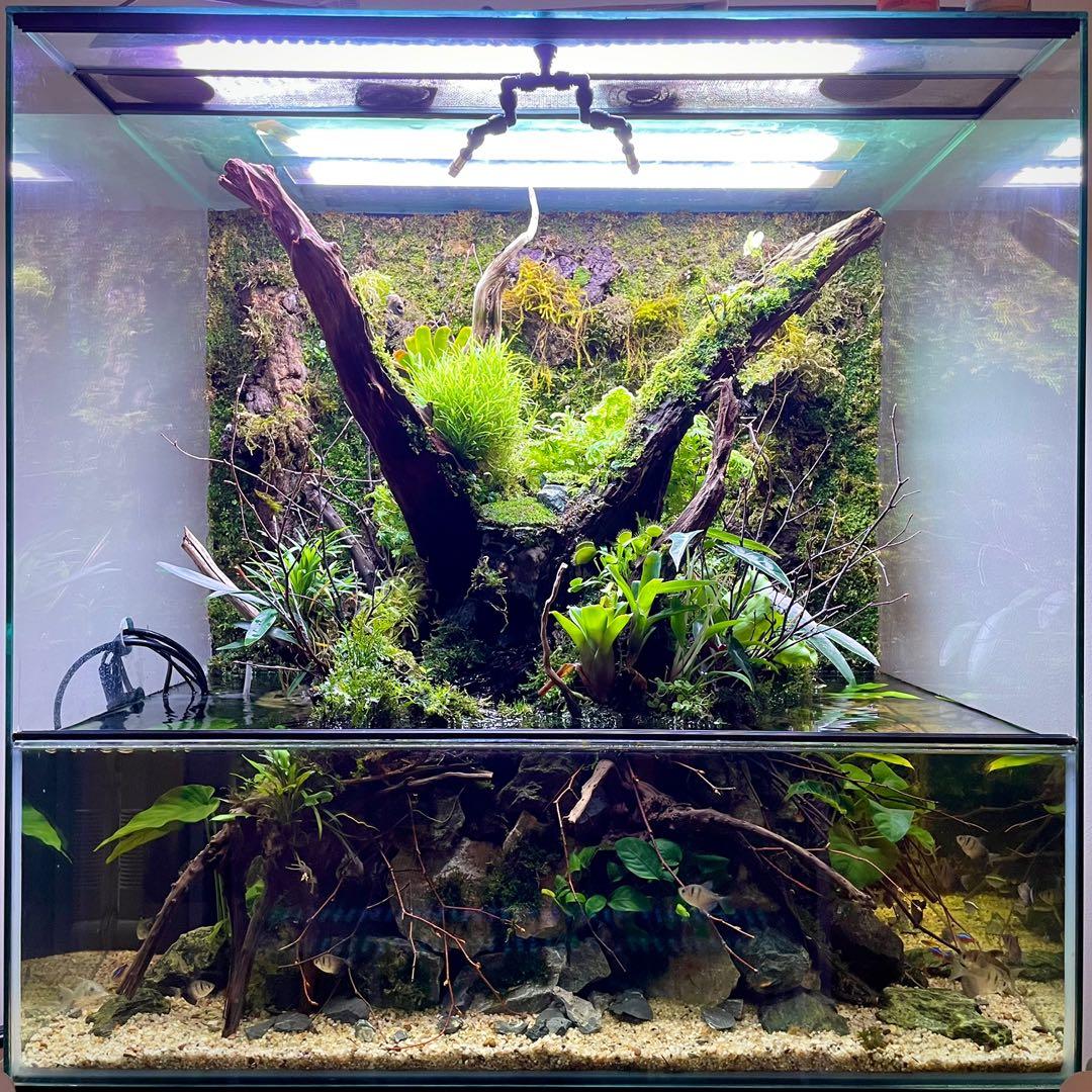 Biotope ecosystem (paludarium, riparium, terrarium), Furniture & Home ...