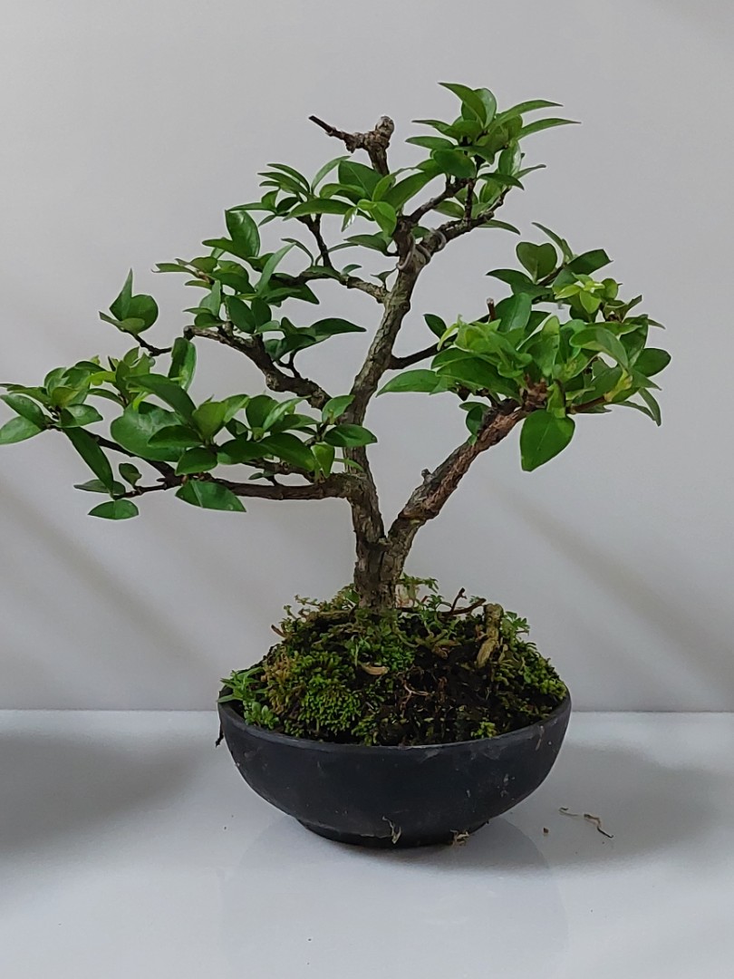 Bonsai_ Shui Mei, 水梅, Furniture & Home Living, Gardening, Plants ...