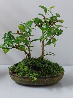 Bonsai_ Shui Mei, 水梅, Furniture & Home Living, Gardening, Plants ...