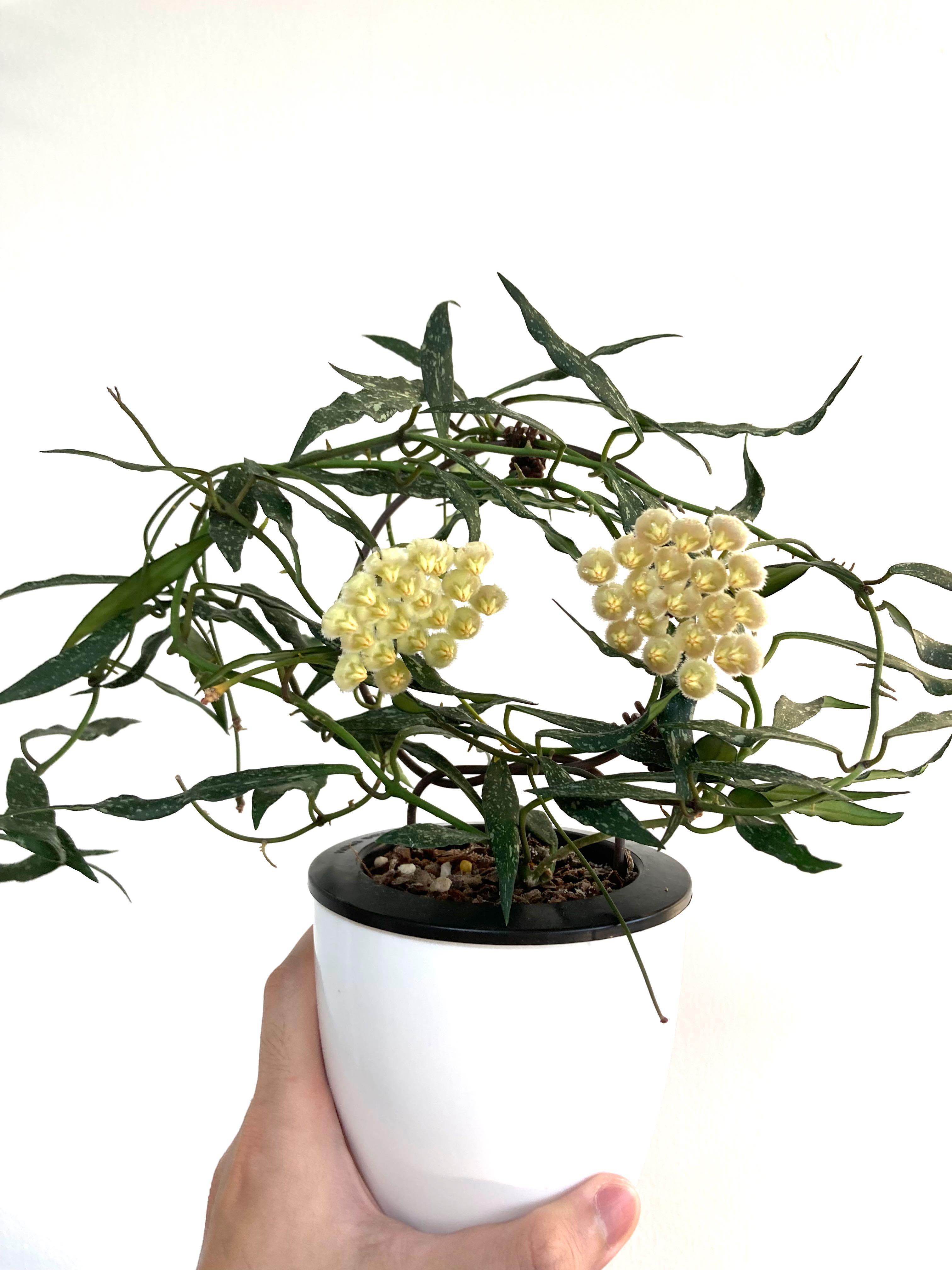 Hoya Mirabilis Splash (4 growth points and many peduncles), Furniture ...