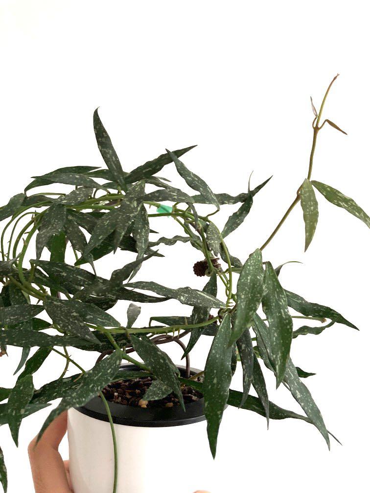 Hoya Mirabilis Splash (4 growth points and many peduncles), Furniture ...