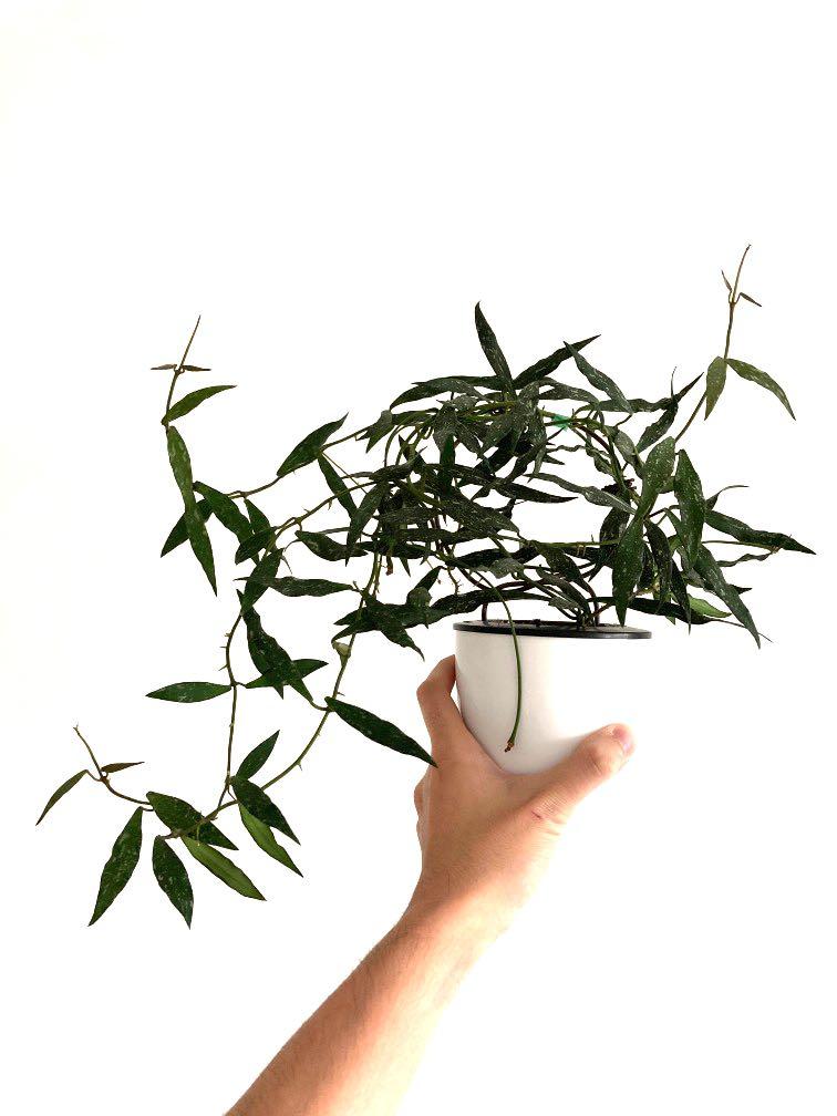 Hoya Mirabilis Splash (4 growth points and many peduncles), Furniture ...