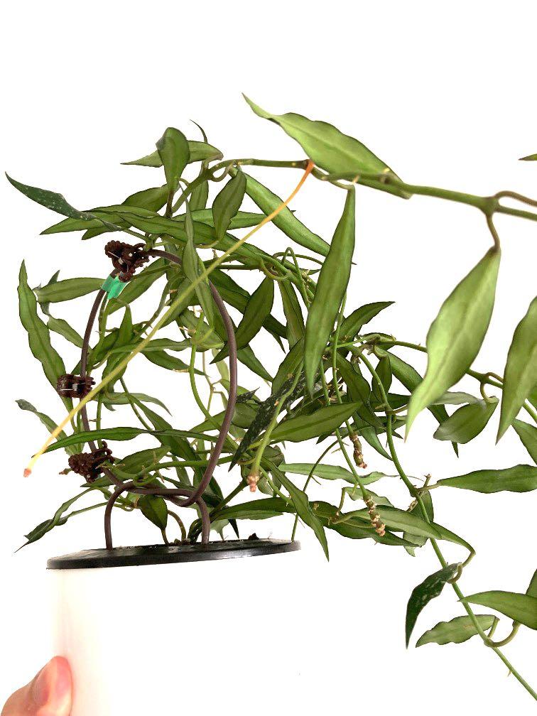 Hoya Mirabilis Splash (4 growth points and many peduncles), Furniture ...