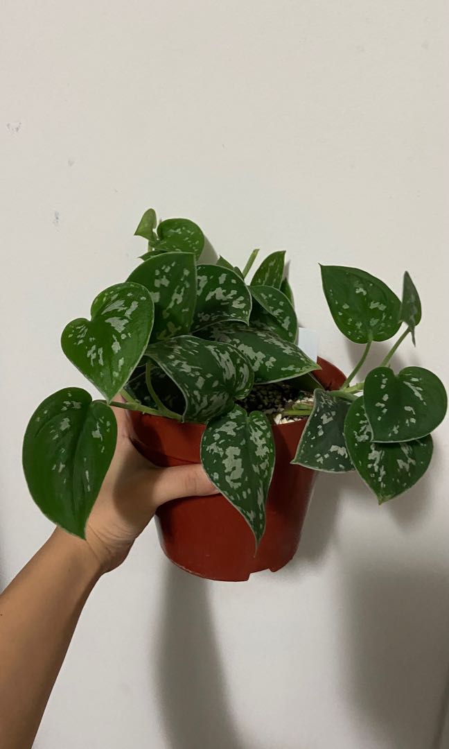 Large Silver Anne Satin Pothos Scindapsus Pictus, Furniture & Home ...