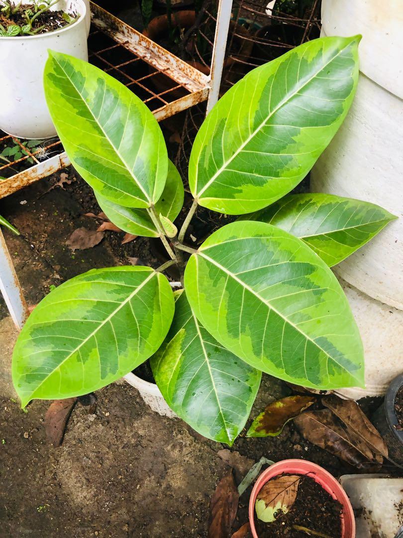 Lemon lime rubber plant, Furniture & Home Living, Gardening, Plants ...