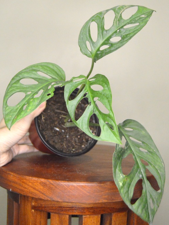 Monstera Adansonii 'Compact', Furniture & Home Living, Gardening ...