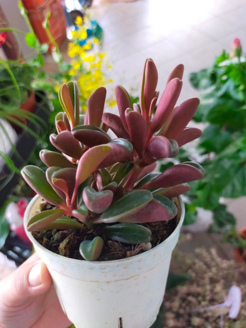 Rudy peperomia, Furniture & Home Living, Gardening, Plants & Seeds on ...