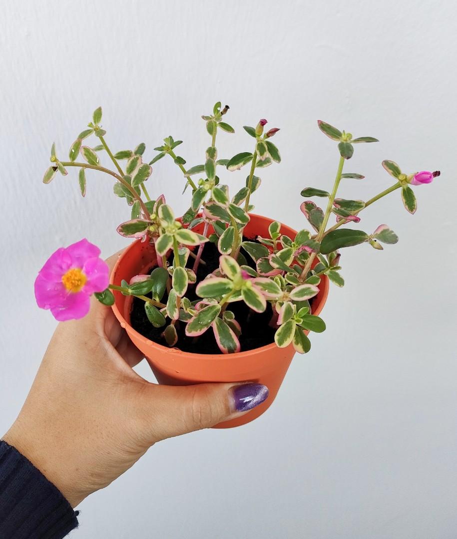 Variegated Pink Portulaca/Purslane, Furniture & Home Living, Gardening ...