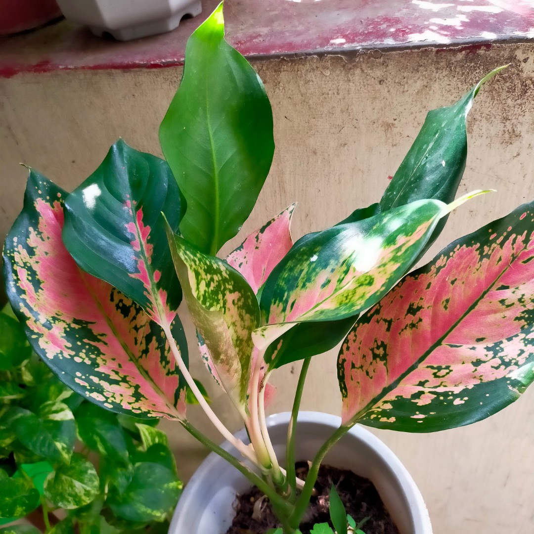 Aglaonema Cochin, Furniture & Home Living, Gardening, Plants & Seeds on ...