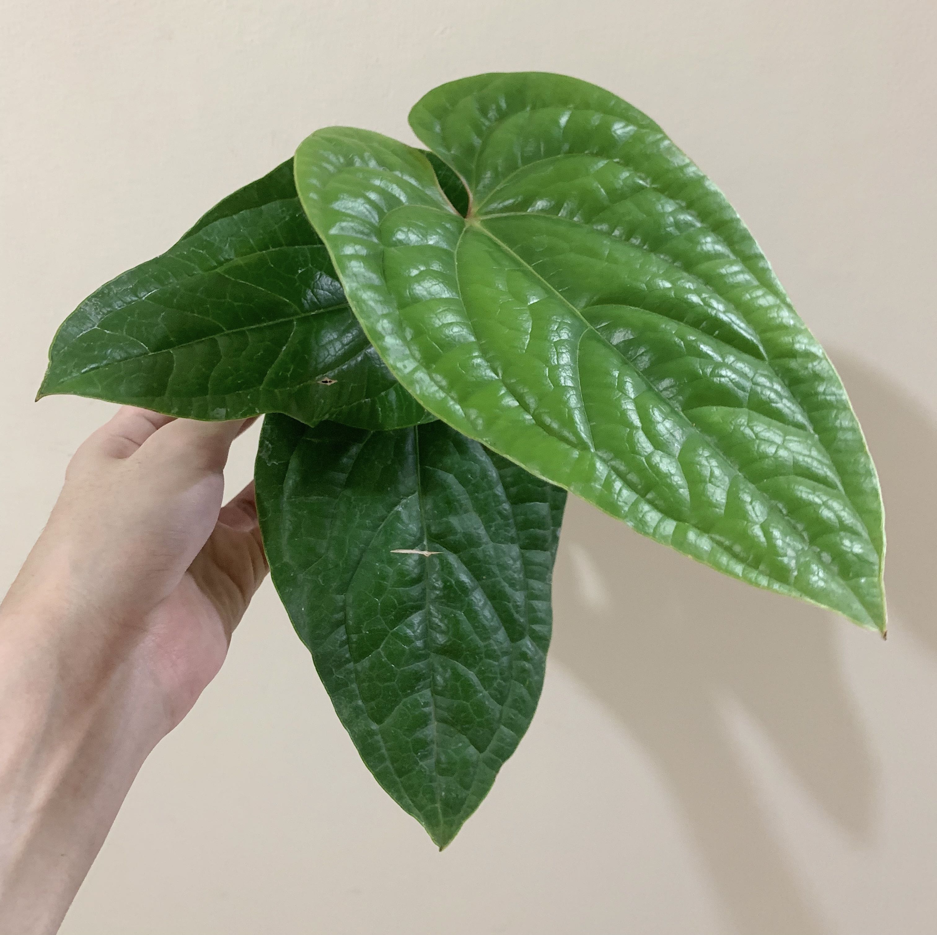 Anthurium Radicans, Furniture & Home Living, Gardening, Plants & Seeds ...