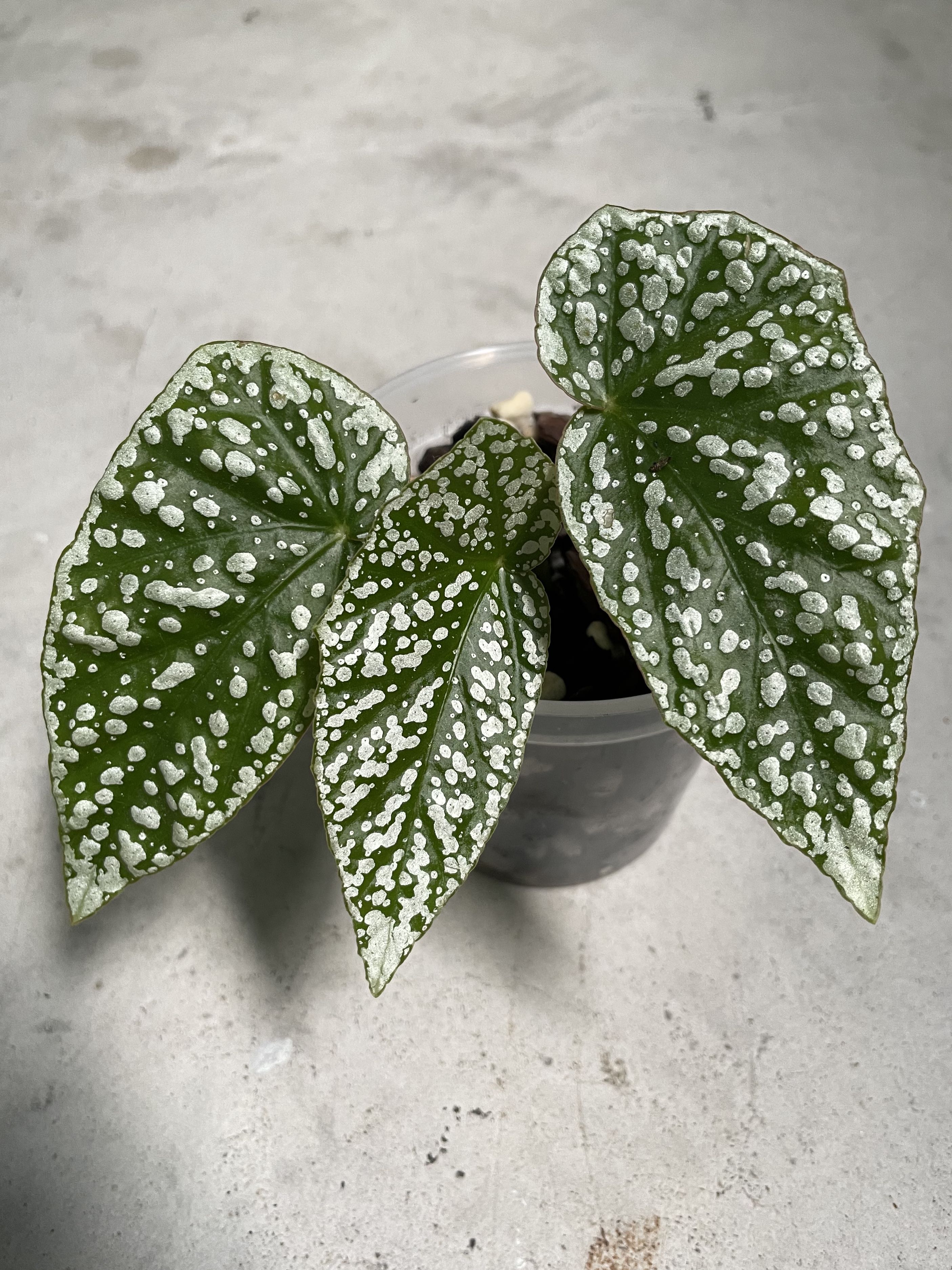 Begonia Snow Capped / Snowcap, Furniture & Home Living, Gardening ...