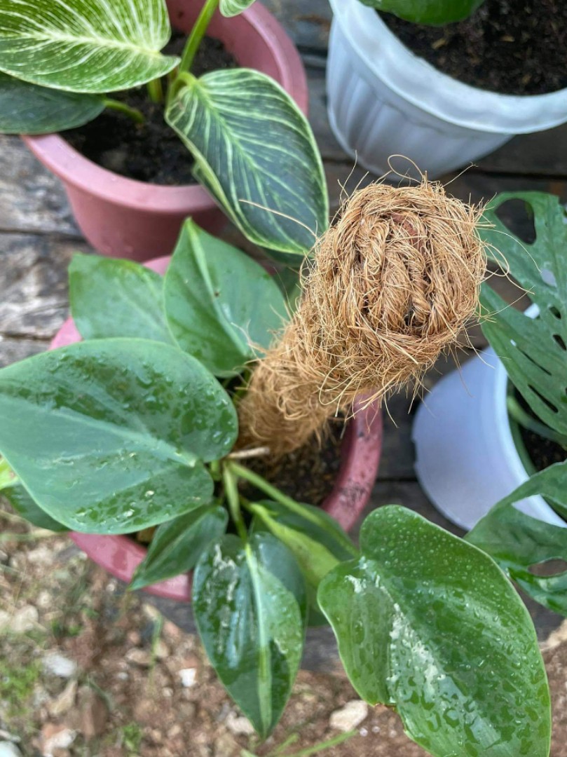 Brazil pothos, Furniture & Home Living, Gardening, Plants & Seeds on ...