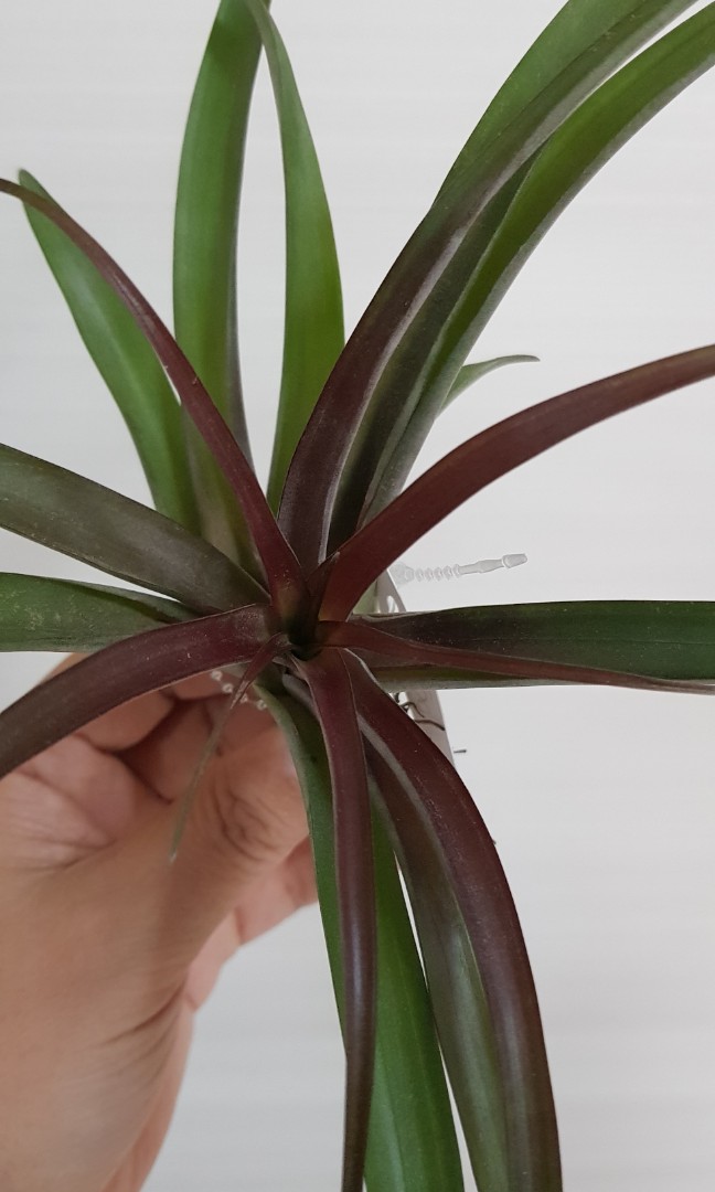 Flabellata rubra, tillandsia airplant indoor outdoor air plant ...