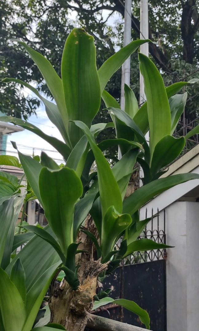 Fortune Plant Cuttings, Furniture & Home Living, Gardening, Plants ...