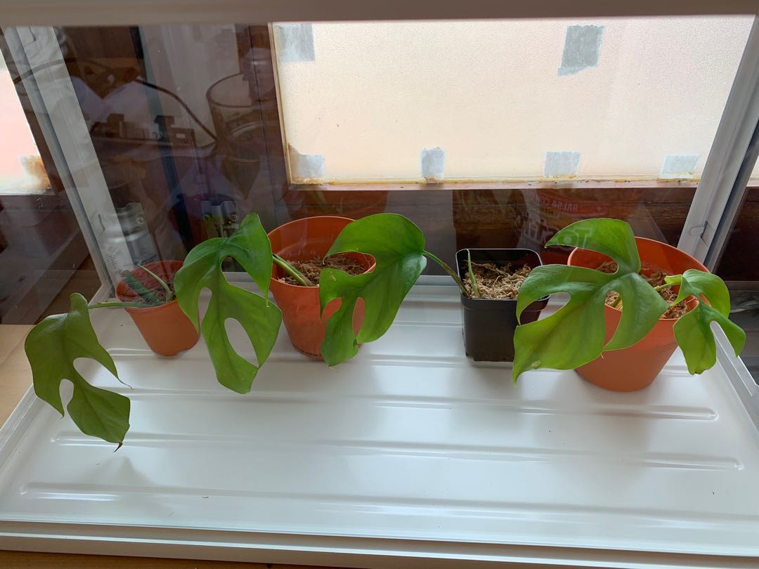 Mini-Monstera (rooted in moss), Furniture & Home Living, Gardening ...