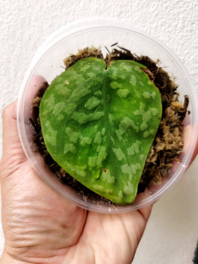 Scindapsus Snake scale, Furniture & Home Living, Gardening, Plants ...