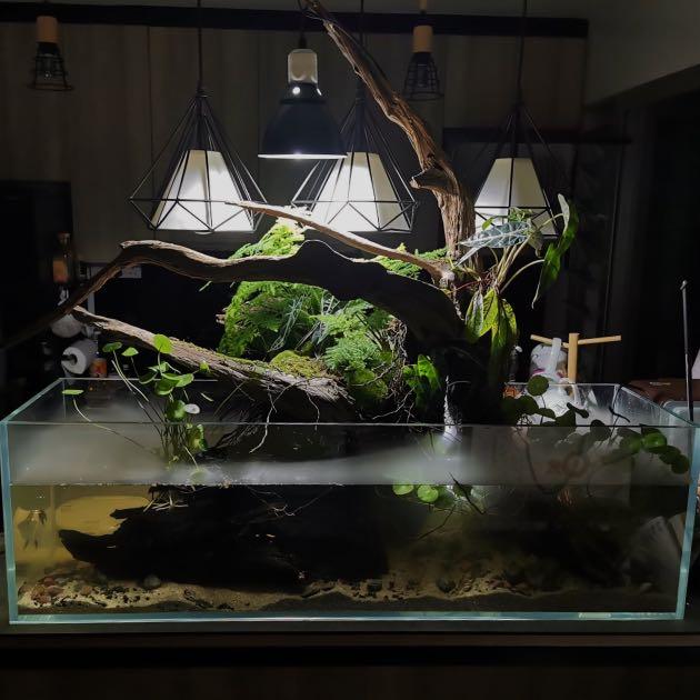Biotope ecosystem (paludarium, riparium, terrarium), Furniture & Home ...