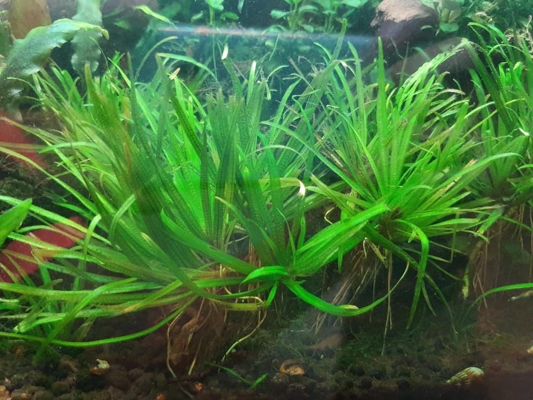 Blyxa Japonica, Furniture & Home Living, Gardening, Plants & Seeds on ...