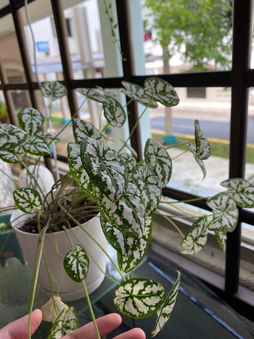 Plants for Sale - caladium monstera deliciosa dracaena variegated ...