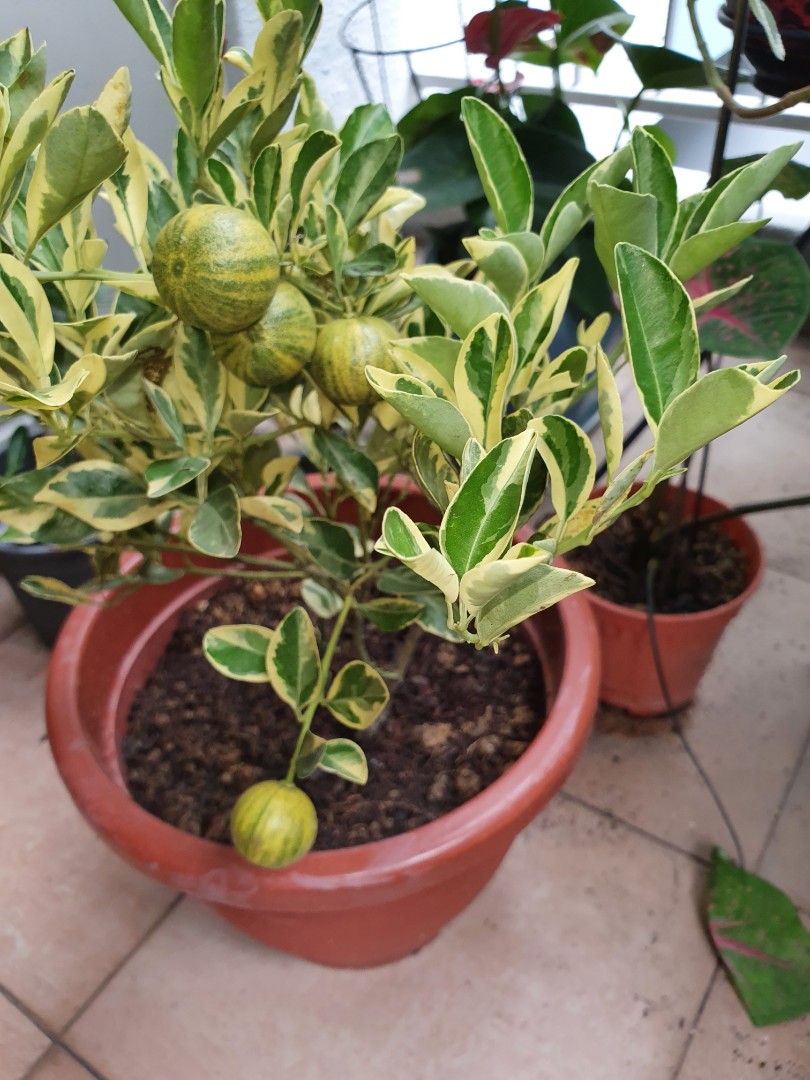 Variegated lime plant with fruits., Furniture & Home Living, Gardening ...