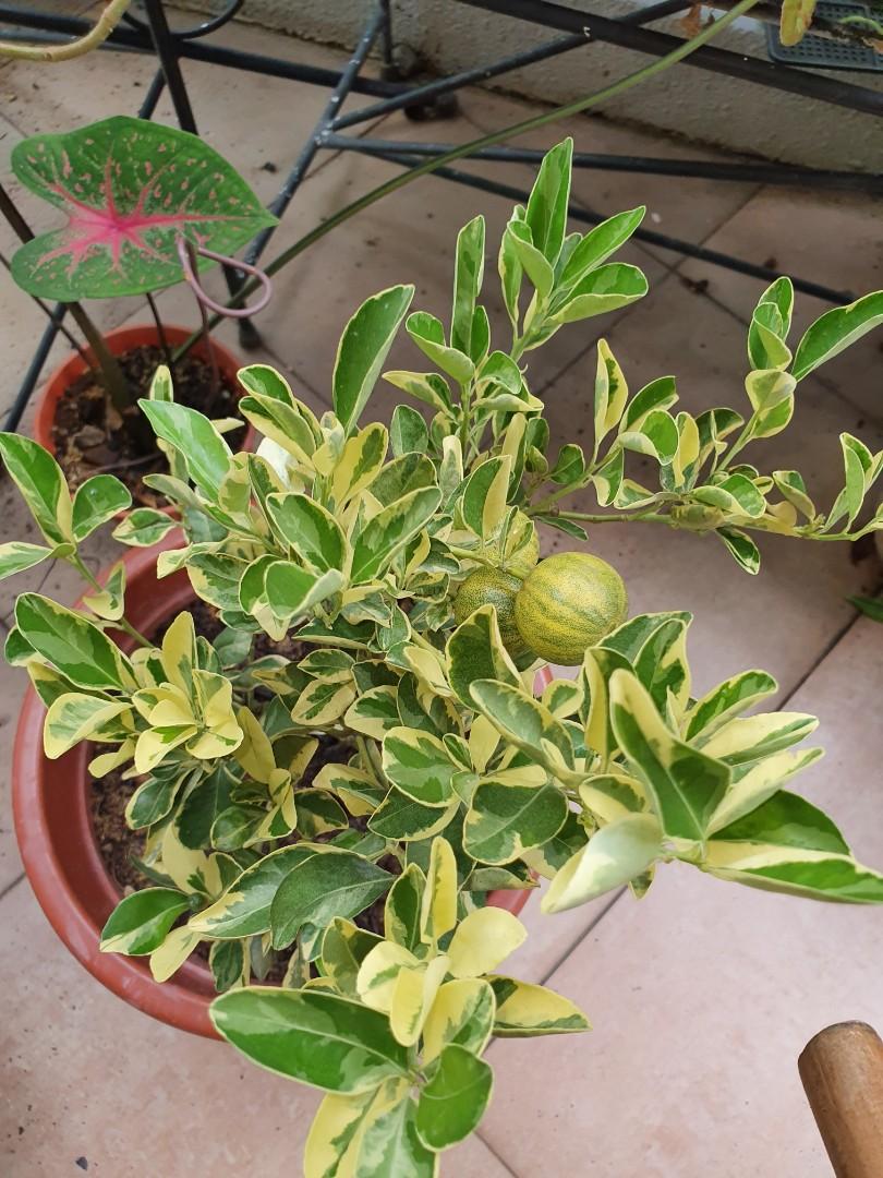 Variegated lime plant with fruits., Furniture & Home Living, Gardening ...
