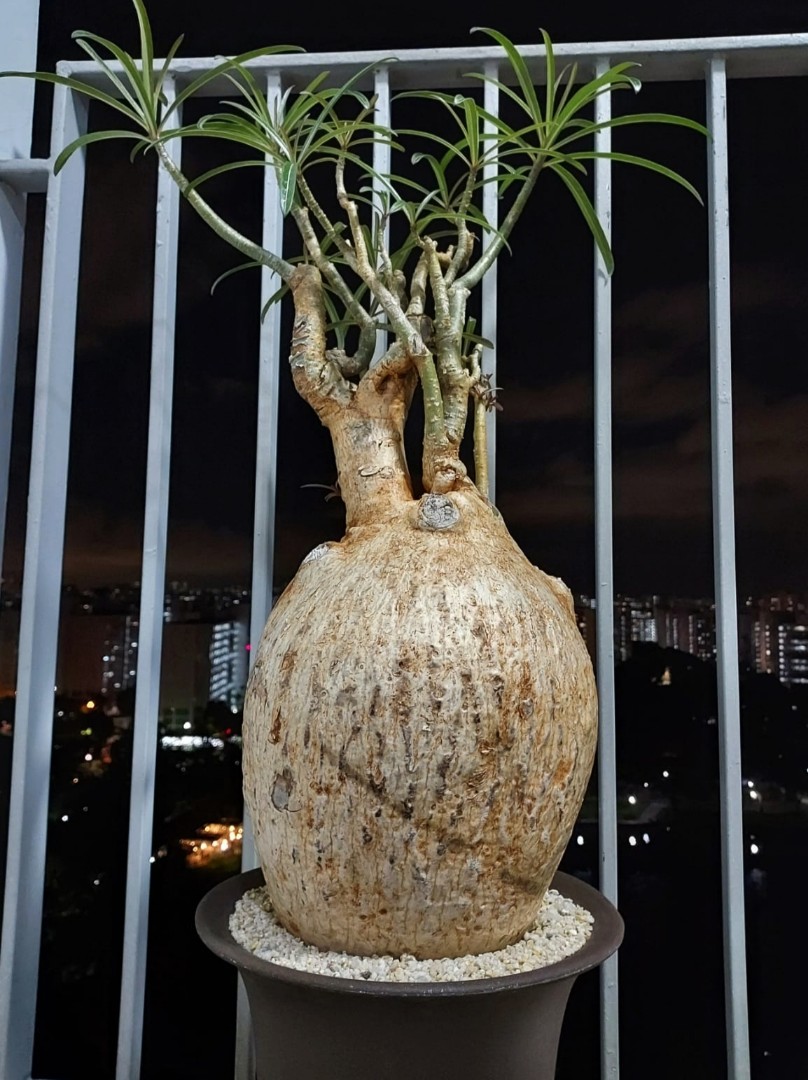 Adenium Nova Tanzania Super big Caudex Fat plant, Furniture & Home ...