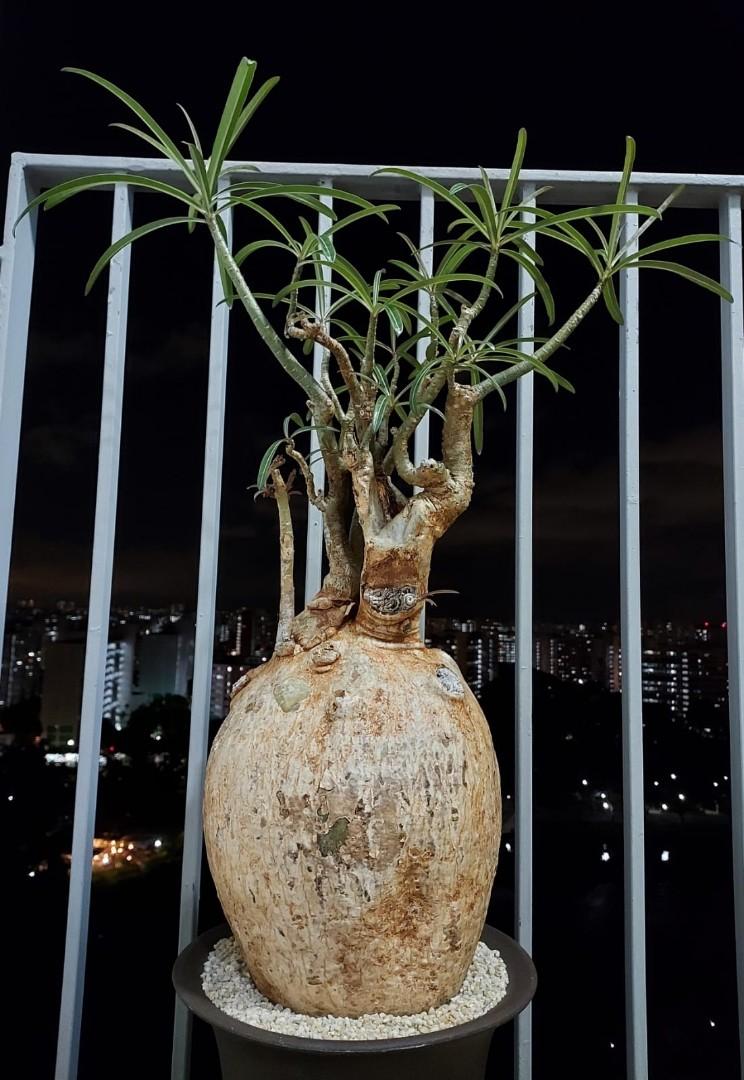 Adenium Nova Tanzania Super big Caudex Fat plant, Furniture & Home ...