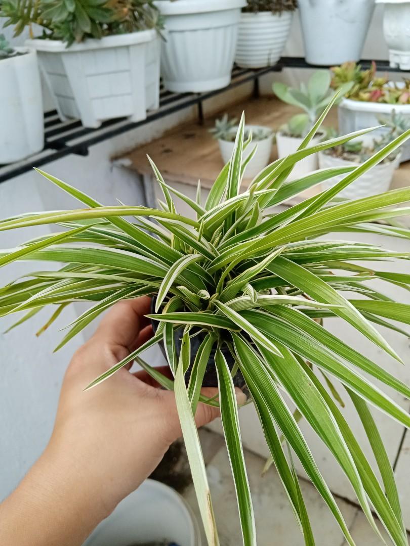 Lourdes Plant, Furniture & Home Living, Gardening, Plants & Seeds on ...