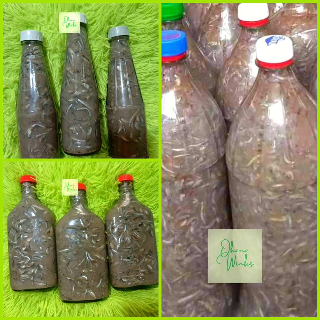 Masbate Ginamos Bagoong Masbate in 3 Sizes, Food & Drinks, Packaged ...