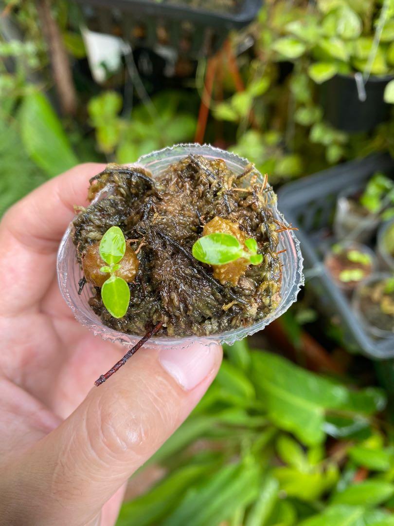 Myrmecodia Tuberosa papuana | ant plant | Caudex Plant, Furniture ...