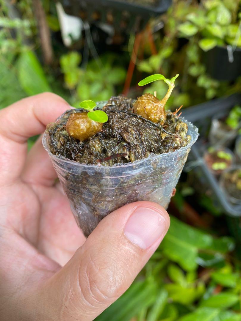 Myrmecodia Tuberosa papuana | ant plant | Caudex Plant, Furniture ...