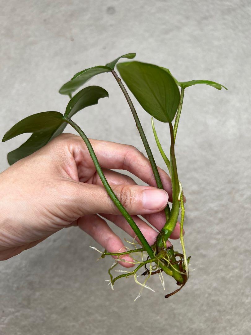 Philodendron Rudolph, Furniture & Home Living, Gardening, Plants ...