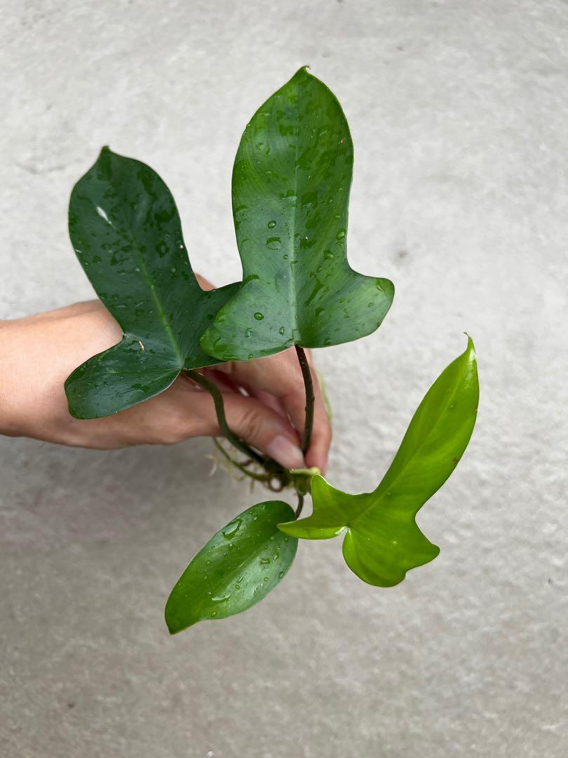 Philodendron Rudolph, Furniture & Home Living, Gardening, Plants ...