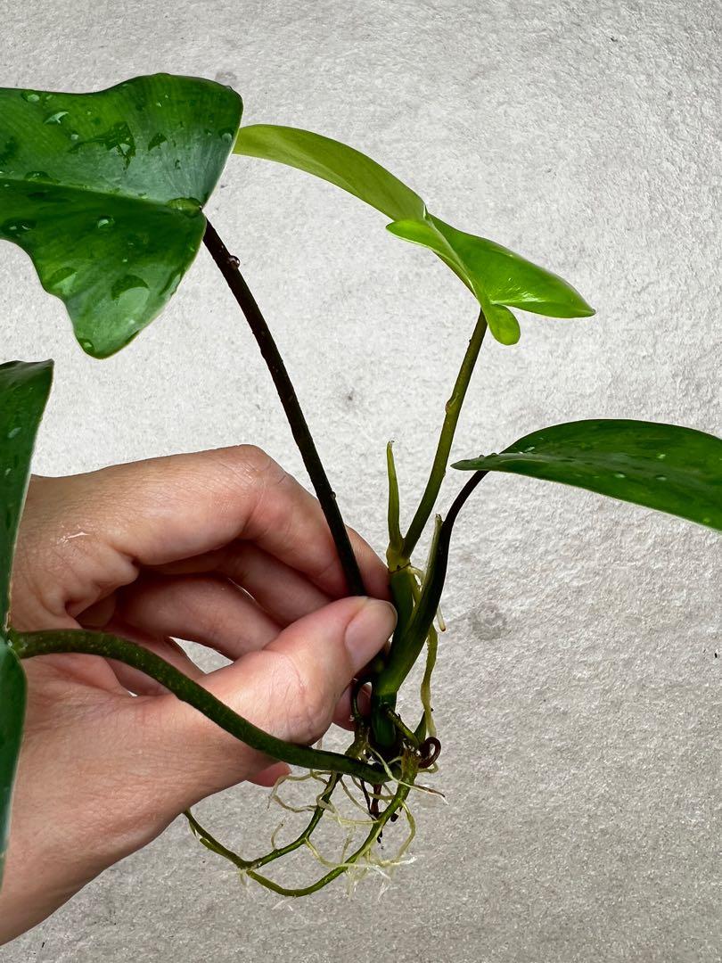 Philodendron Rudolph, Furniture & Home Living, Gardening, Plants ...