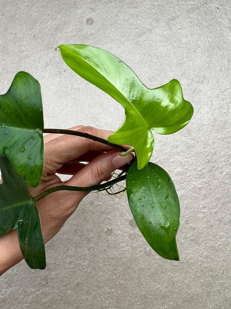 Philodendron Rudolph, Furniture & Home Living, Gardening, Plants ...