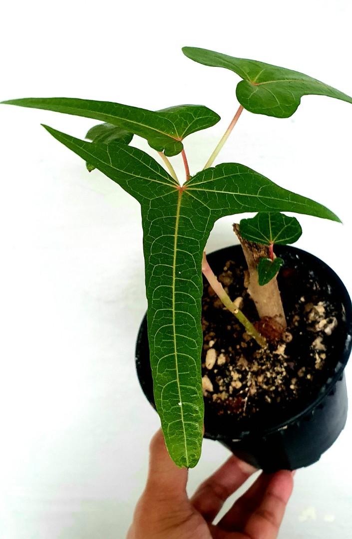 Abelmoschus Cendrawasih Manihot, Furniture & Home Living, Gardening, Plants & Seeds on Carousell