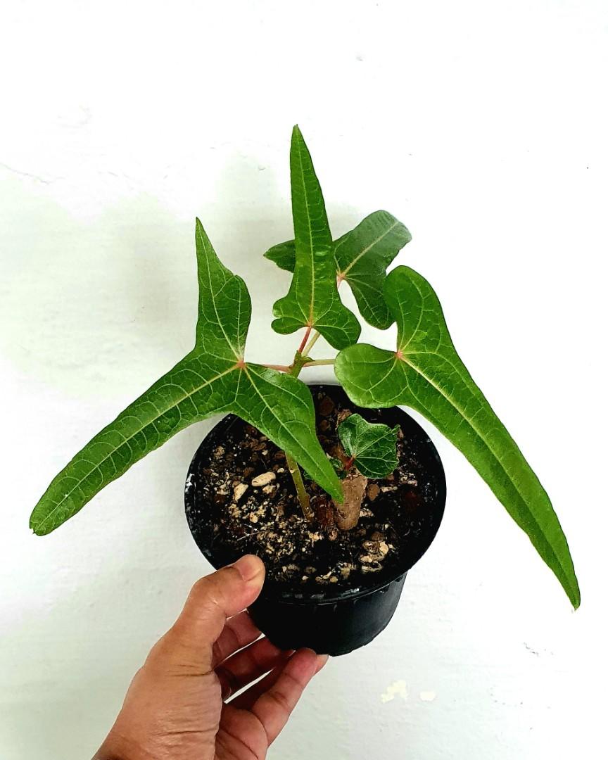 Abelmoschus Cendrawasih Manihot, Furniture & Home Living, Gardening, Plants & Seeds on Carousell