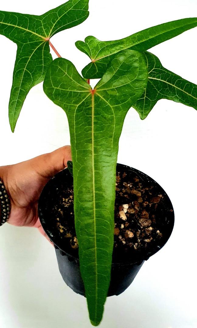 Abelmoschus Cendrawasih Manihot, Furniture & Home Living, Gardening, Plants & Seeds on Carousell