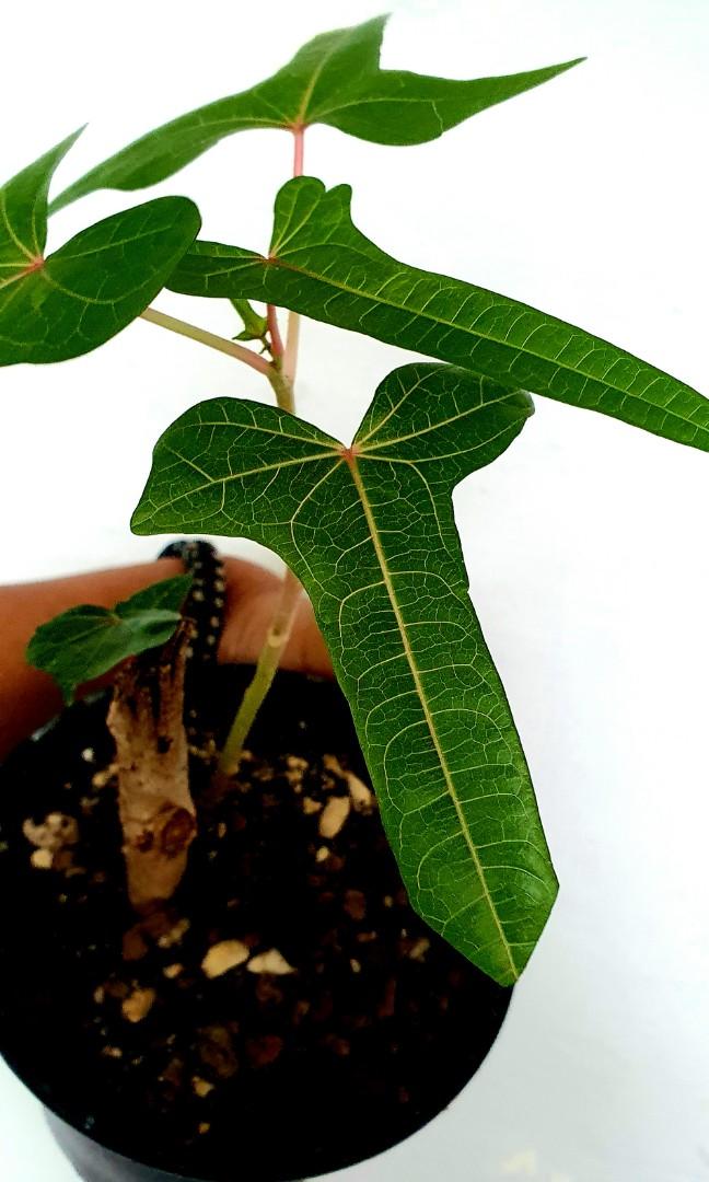 Abelmoschus Cendrawasih Manihot, Furniture & Home Living, Gardening, Plants & Seeds on Carousell