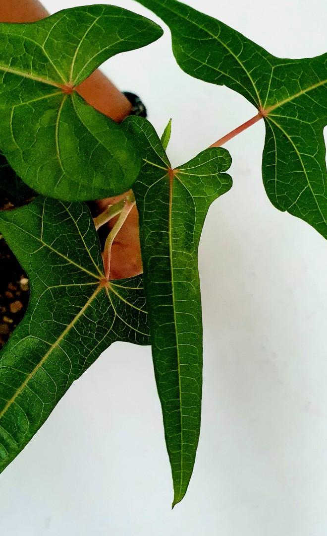 Abelmoschus Cendrawasih Manihot, Furniture & Home Living, Gardening, Plants & Seeds on Carousell