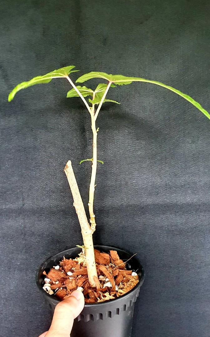 Abelmoschus Manihot Cendrawasih, Furniture & Home Living, Gardening, Plants & Seeds on Carousell