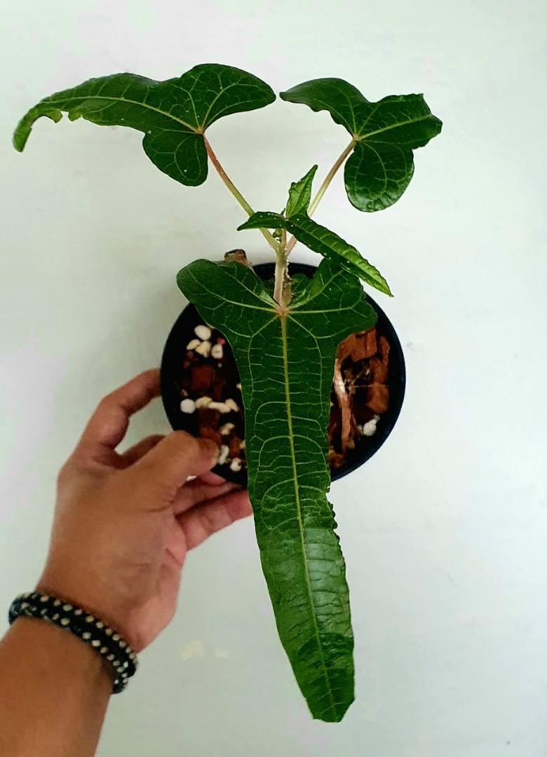 Abelmoschus Manihot Cendrawasih, Furniture & Home Living, Gardening, Plants & Seeds on Carousell